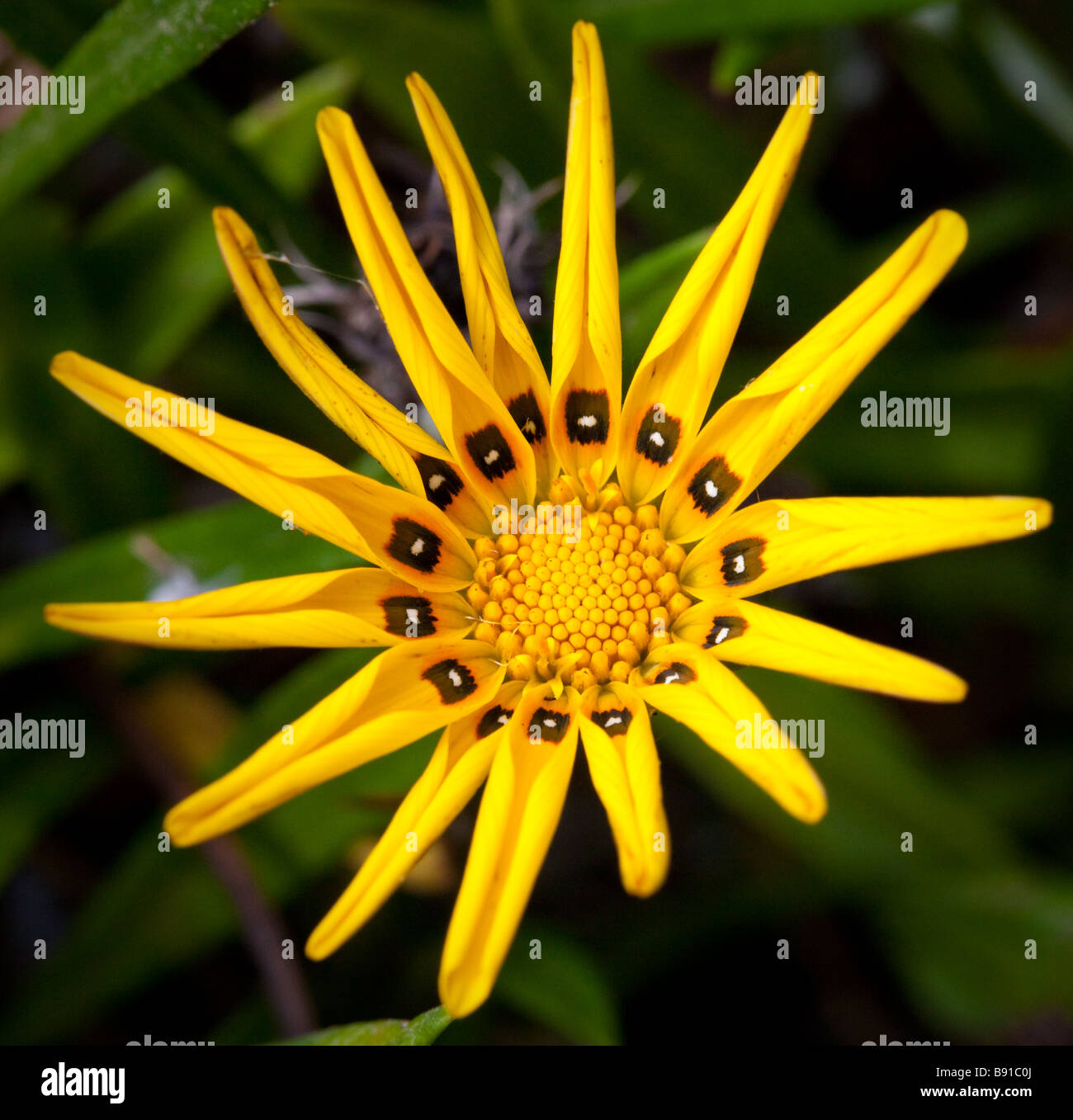 yellow flower daisy dandelion Stock Photo - Alamy