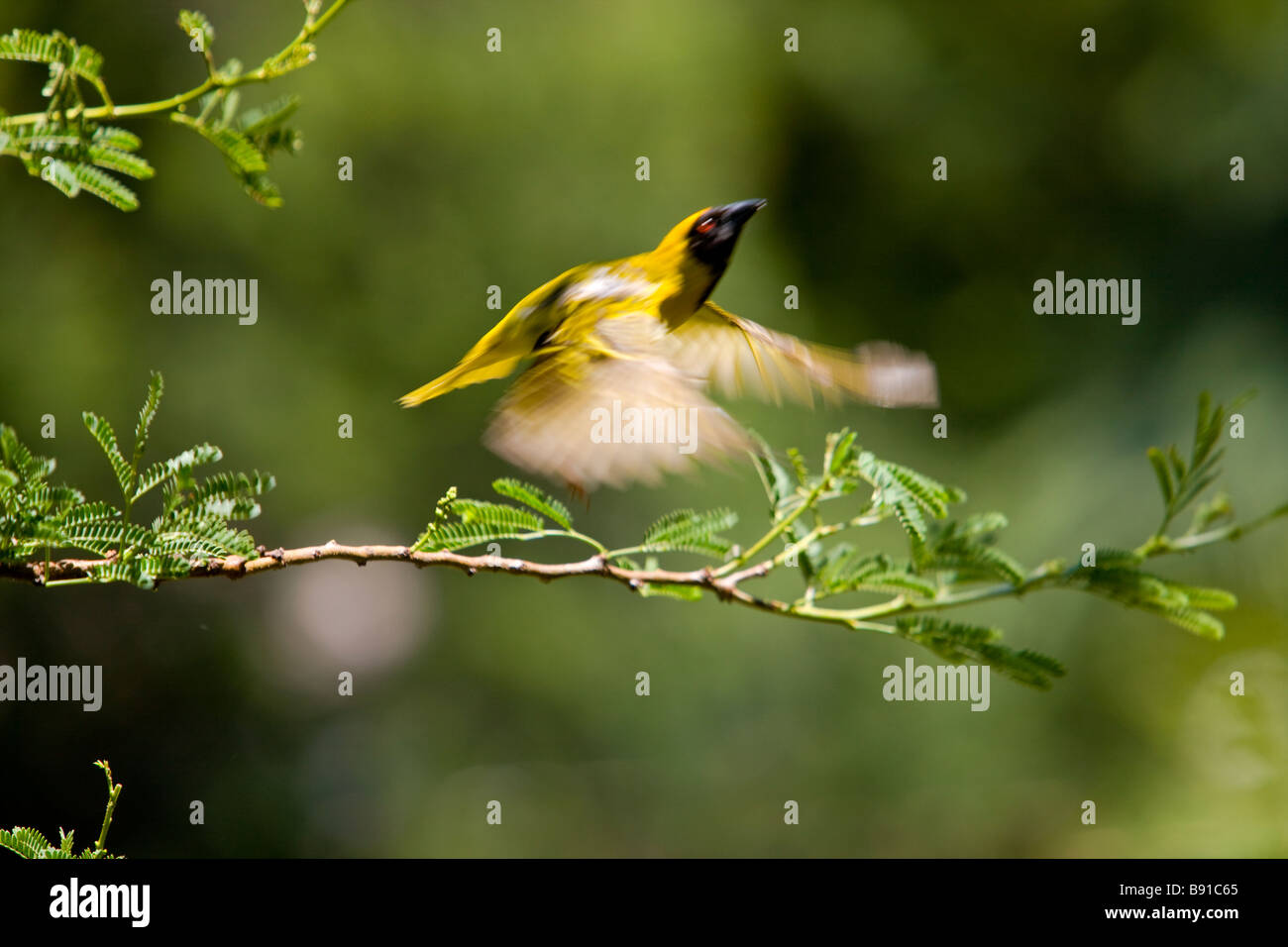Ploceus capensis hi-res stock photography and images - Alamy