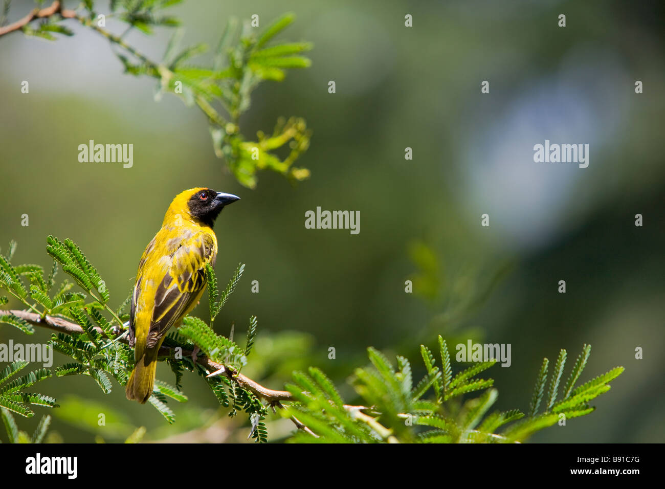 Ploceus capensis hi-res stock photography and images - Alamy