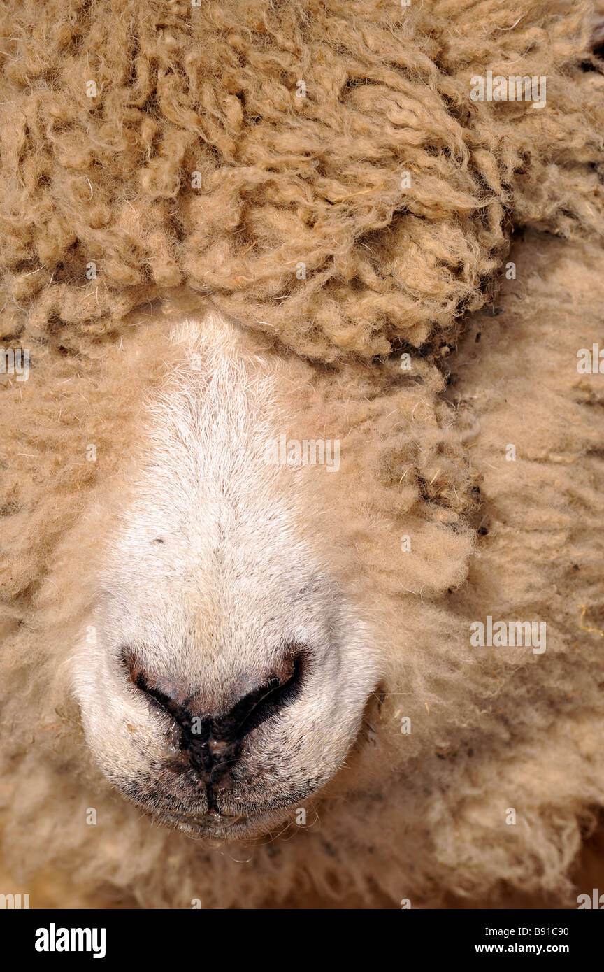 Wool dorset hi-res stock photography and images - Alamy