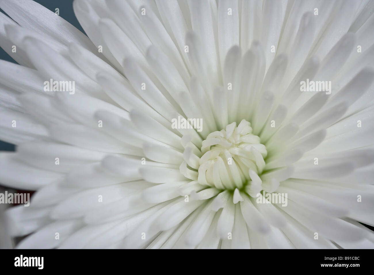 White anastasia hi-res stock photography and images - Alamy