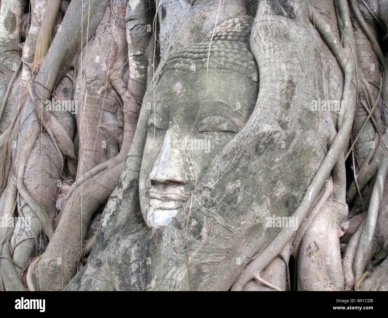 Tree face buddha carved roots hi-res stock photography and images - Alamy