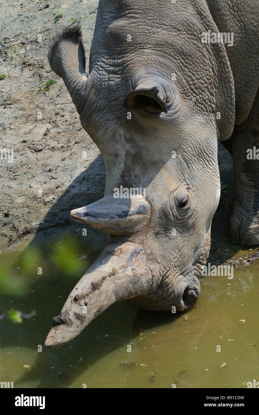 Two-horned rhinoceros at Zoo Dvur Kralove in Eastern Bohemia, Czech ...