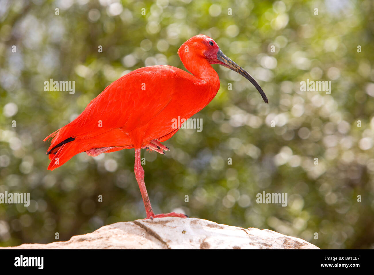 Scarlet Ibis ( Eudocimus ruber Stock Photo - Alamy