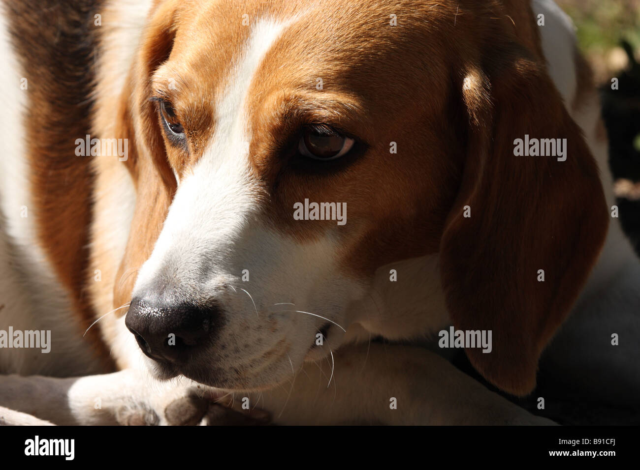 Beagle profile hi-res stock photography and images - Alamy