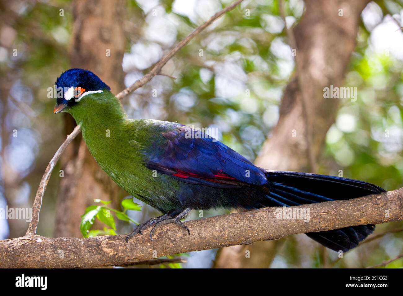 Hartlaub's Turaco ( Tauraco hartlaubi Stock Photo - Alamy