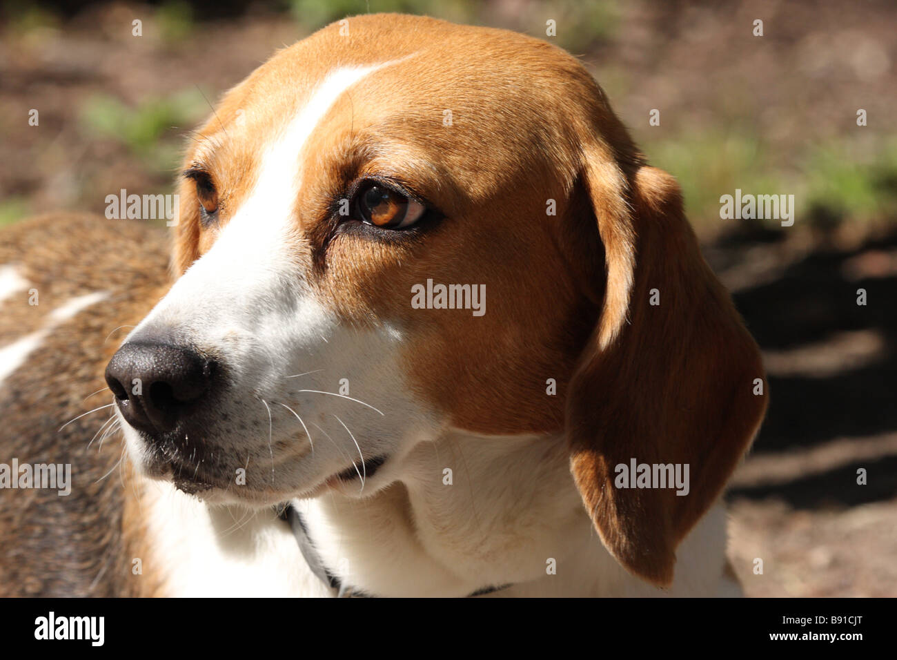 Beagle profile hi-res stock photography and images - Alamy