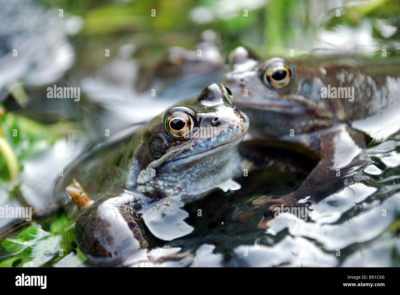 Frogs during breeding season Stock Photo - Alamy