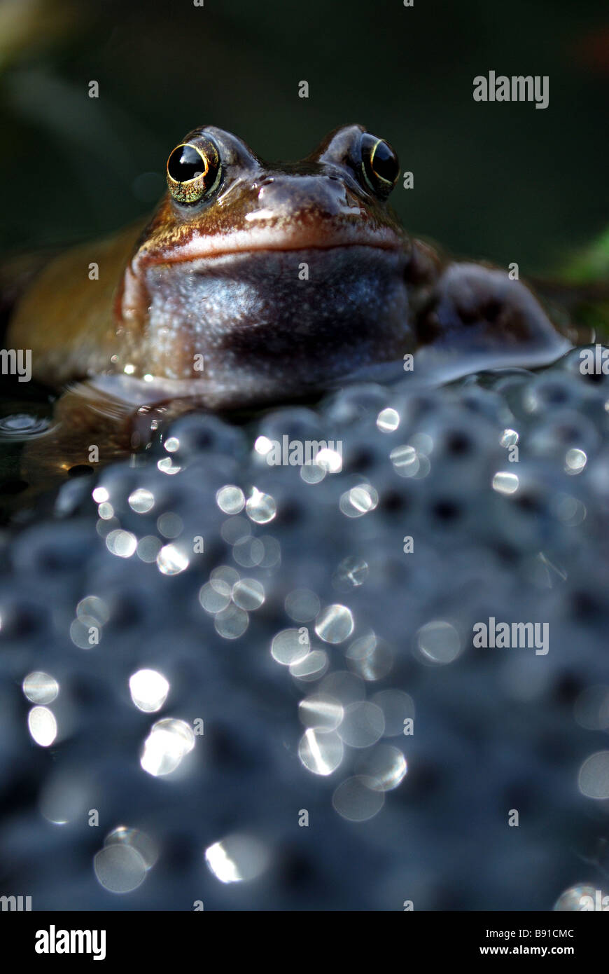 Frog with spawn Stock Photo - Alamy
