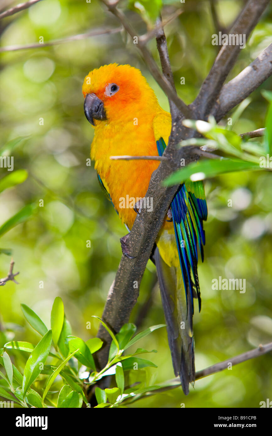 Aratinga solstitialis hi-res stock photography and images - Alamy