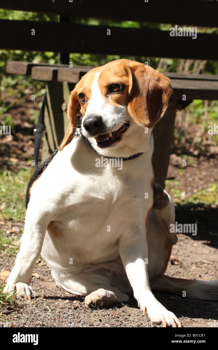 beagle sitting and scratching Stock Photo - Alamy