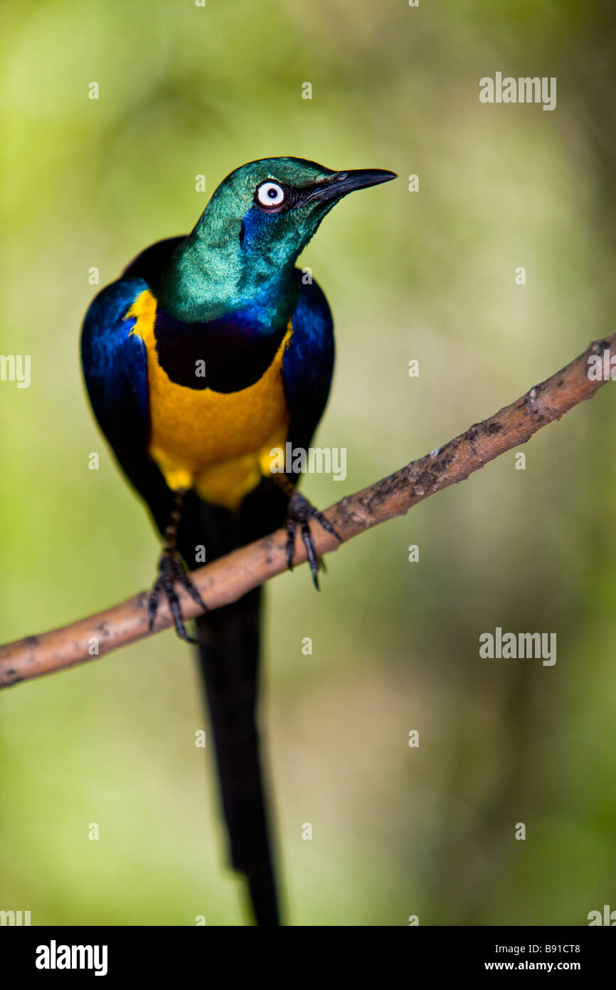 Golden breasted starling hi-res stock photography and images - Alamy