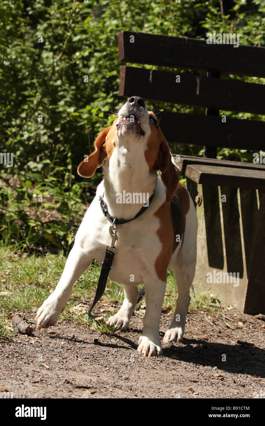 Beagle howling hi-res stock photography and images - Alamy
