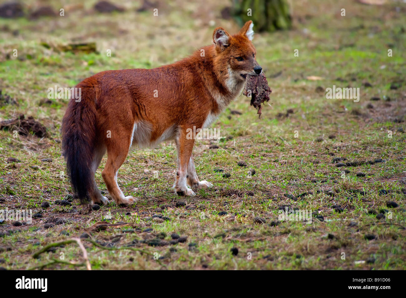 Dhole Cuon alpinus also known as the Asiatic Wild Dog Indian Wild Dog ...