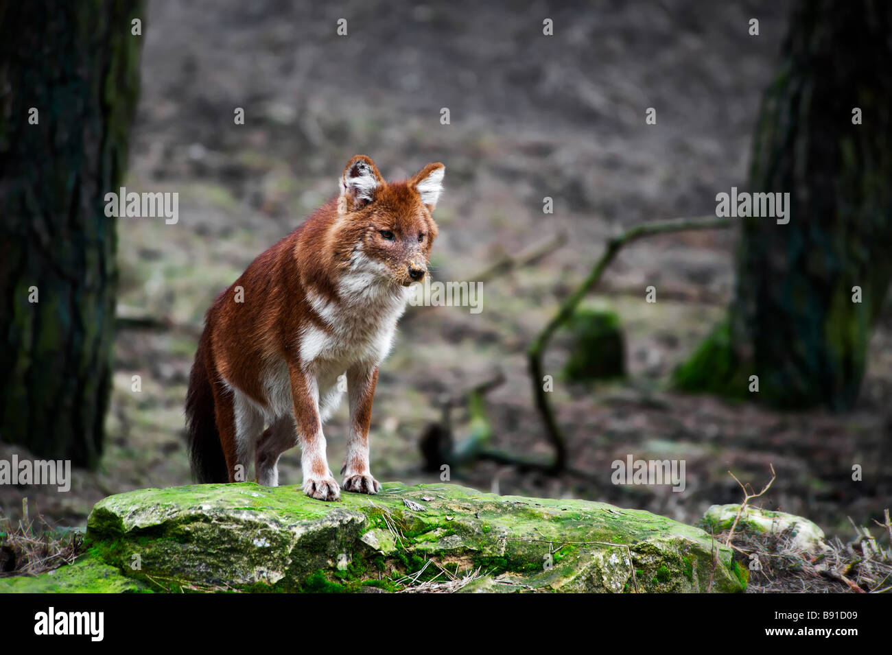 Dhole Cuon alpinus also known as the Asiatic Wild Dog Indian Wild Dog ...