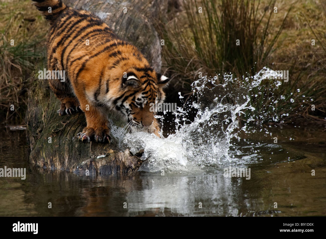 Cute Siberian tiger cub trying to catch some fish Panthera tigris ...