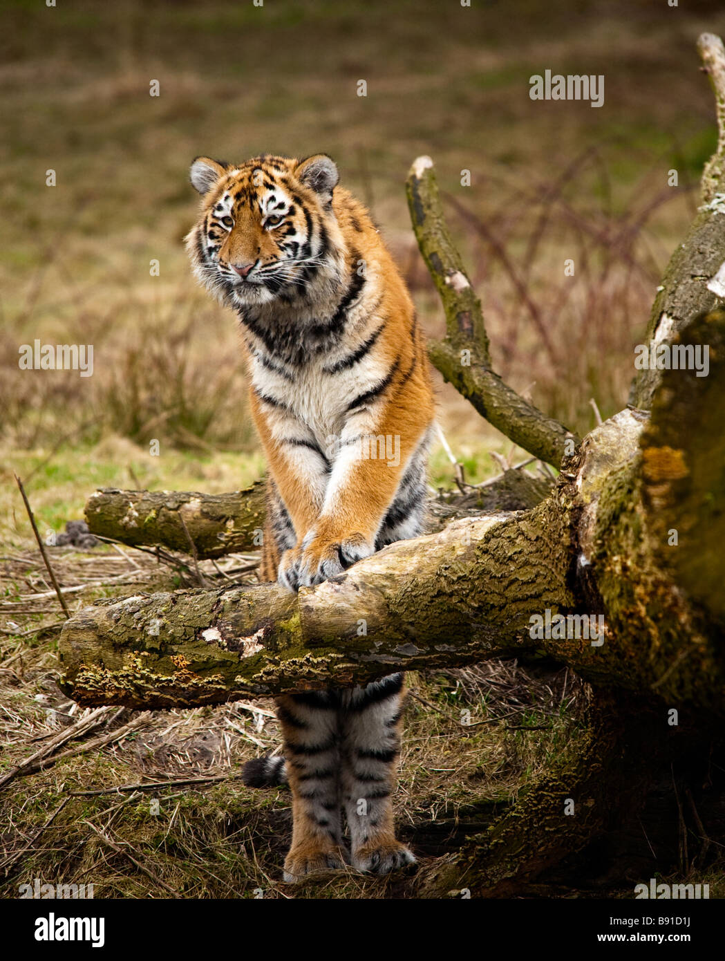 Siberian tiger cub standing panthera hi-res stock photography and ...