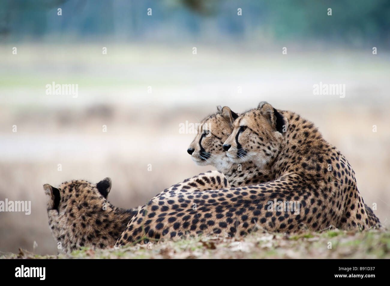 Beautiful African cheetah Acinonyx jubatus Stock Photo - Alamy