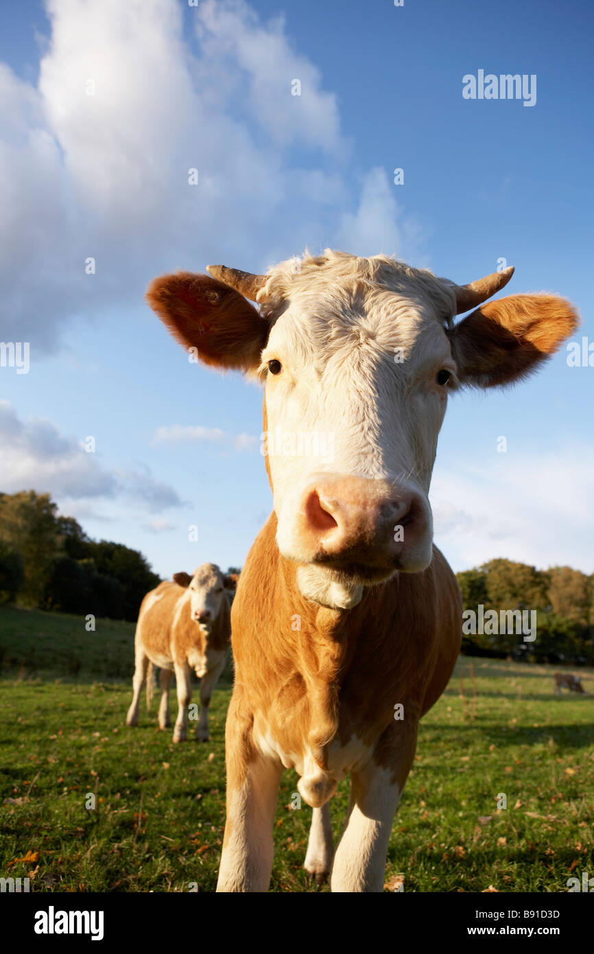 two cows on a natural field Stock Photo - Alamy