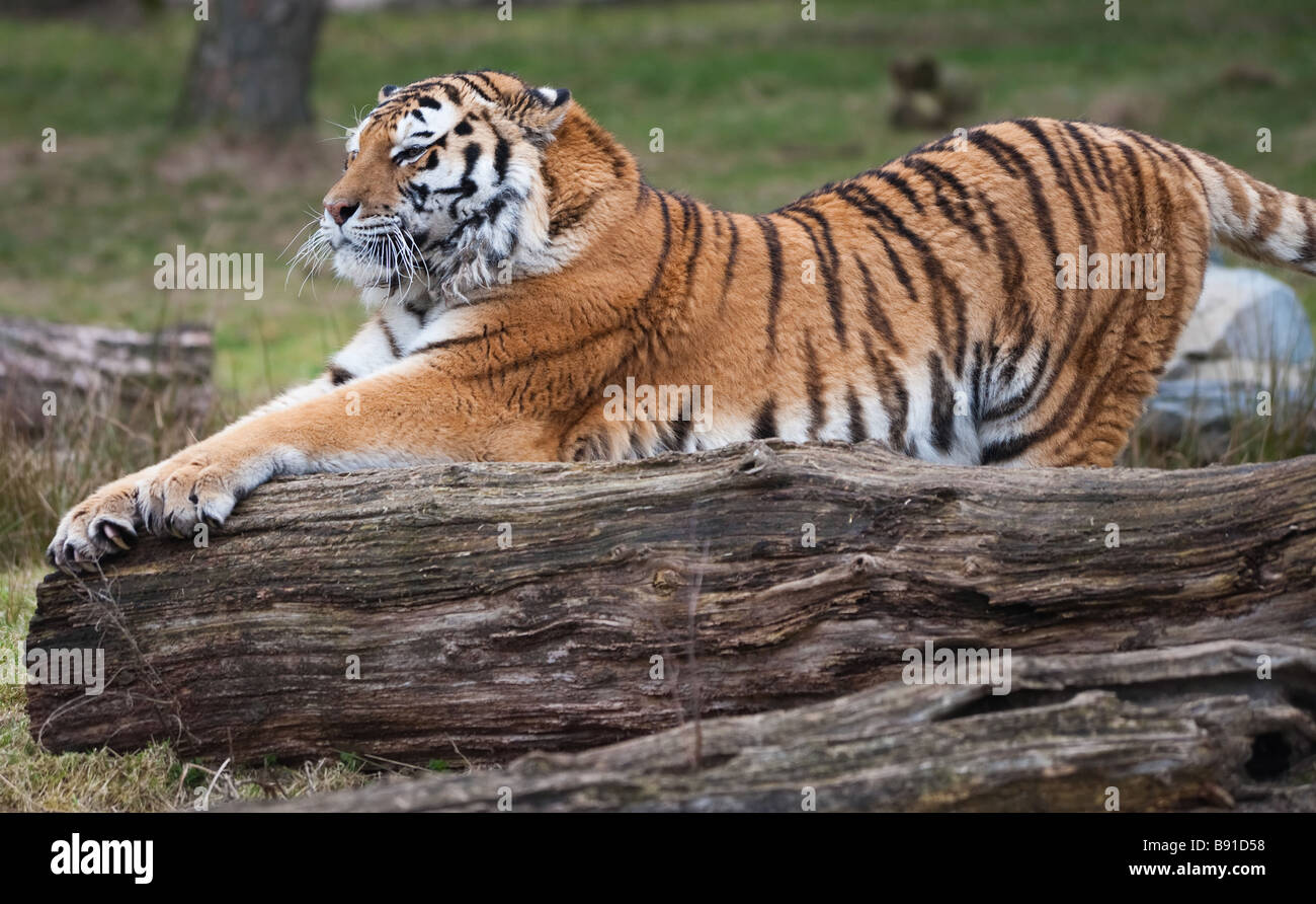Siberian tiger stretching Panthera tigris altaica Stock Photo - Alamy