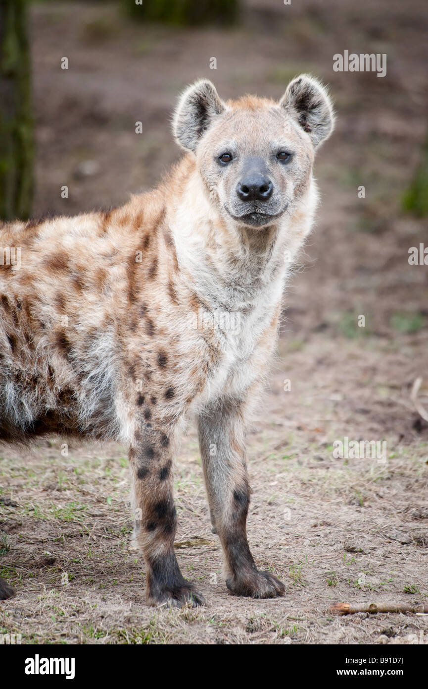 Close up of a spotted hyena Stock Photo - Alamy