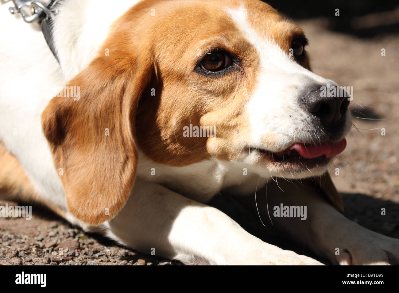 portrait of a waiting dog Stock Photo - Alamy