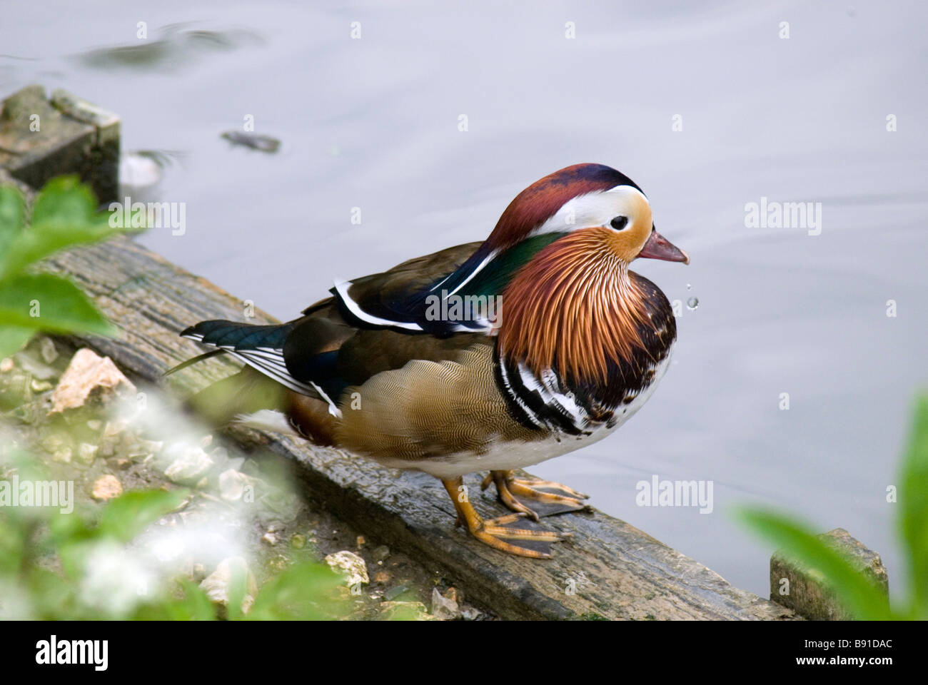 Mandarin Duck taking a drop of water Stock Photo - Alamy