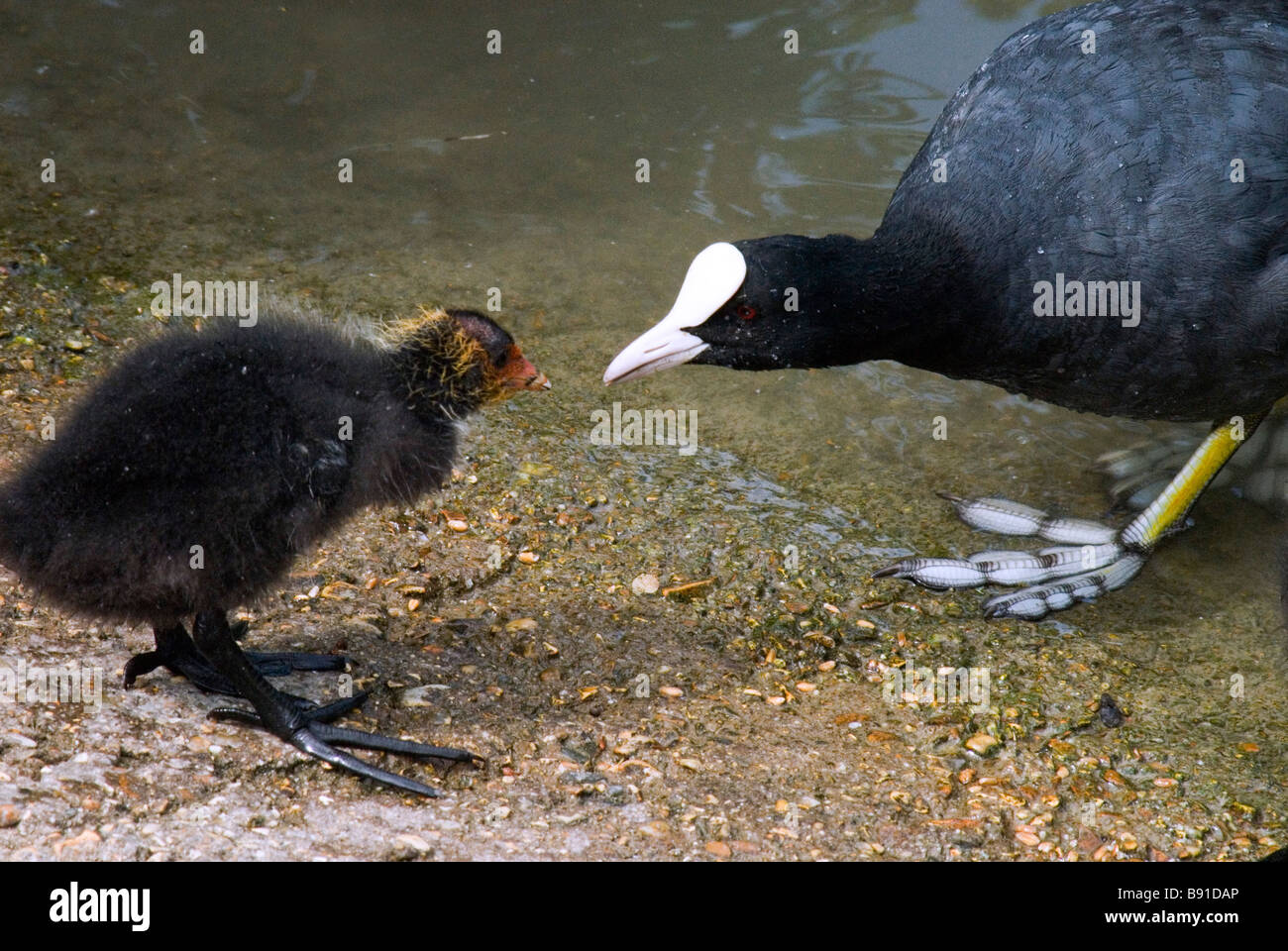 Coote feet hi-res stock photography and images - Alamy