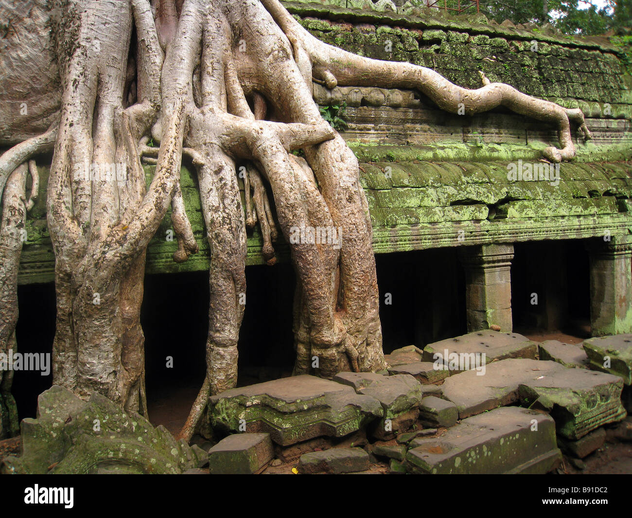 Tree-covered temple, Siem Reap, Cambodia Stock Photo - Alamy