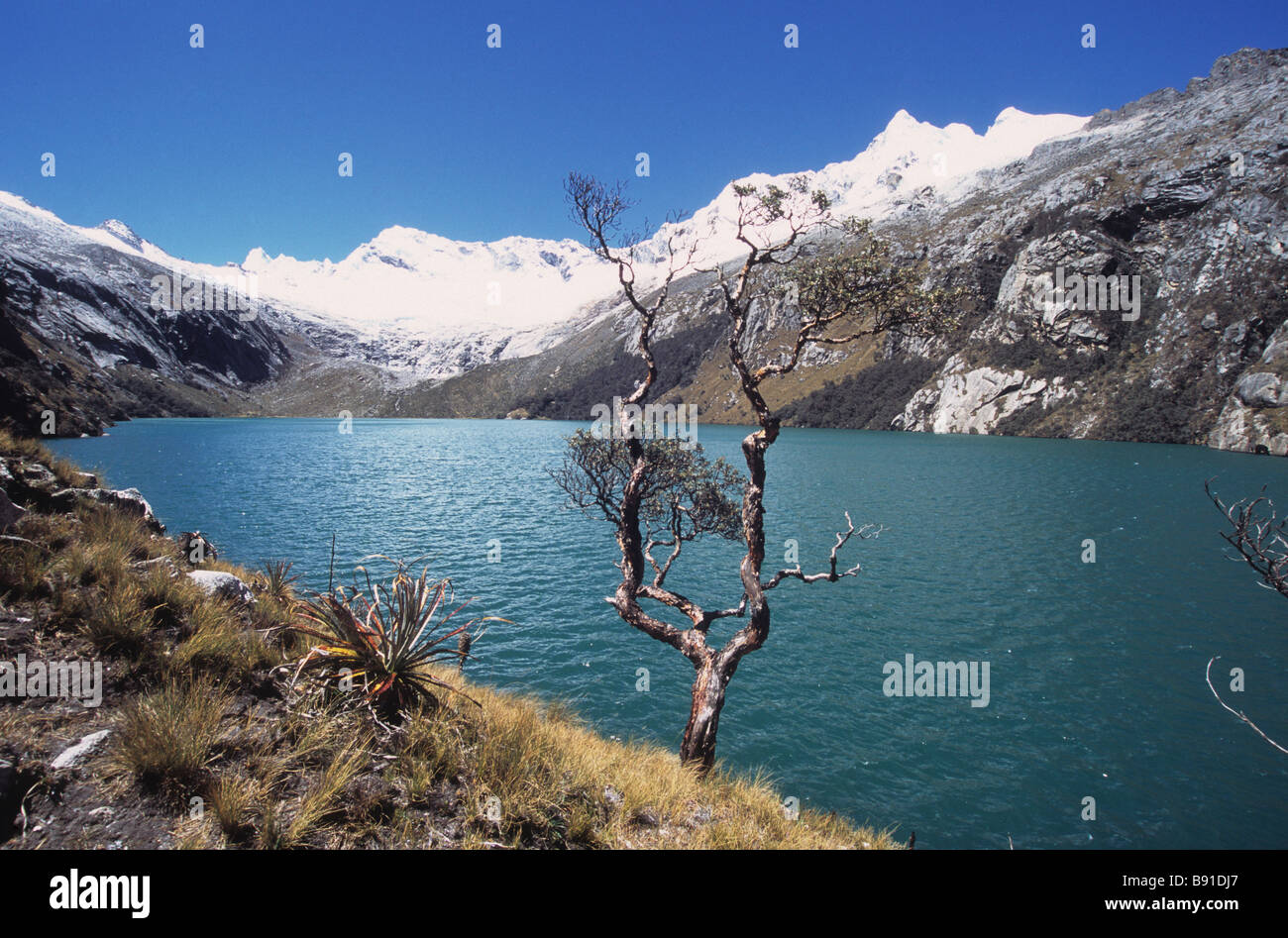 Polylepis tree, Lake Auquiscocha and Mts Hualcan (R) and Cancaraca (L ...