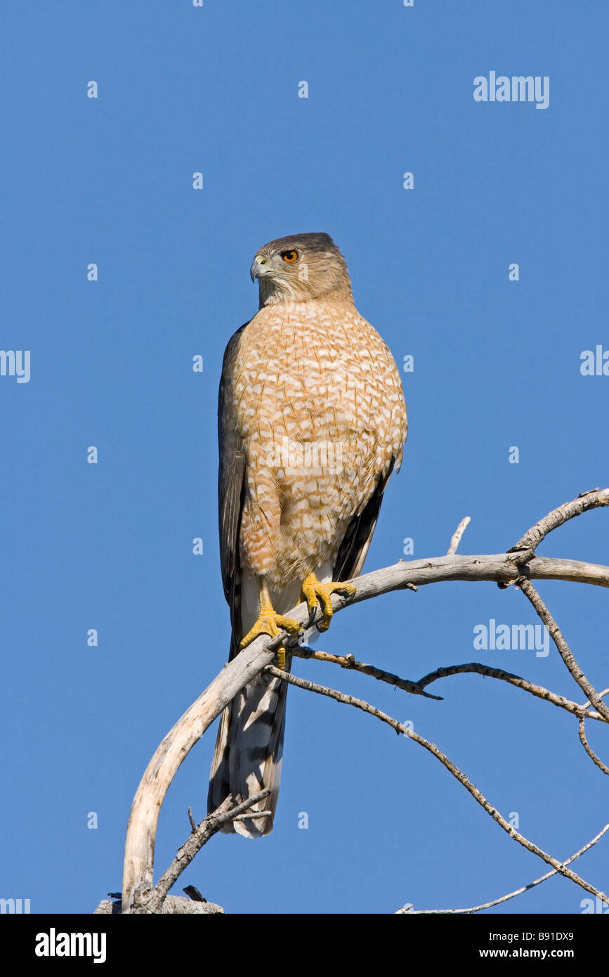 Birdwatcher hawk hi-res stock photography and images - Alamy