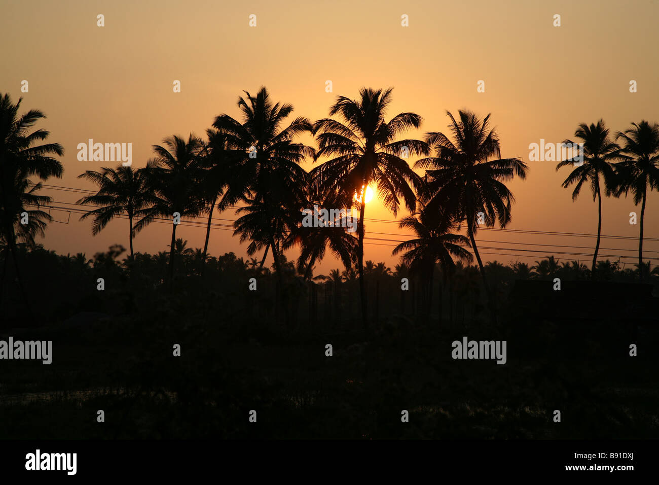 Sunset sun sets palm trees mobor goa india orange hi-res stock ...