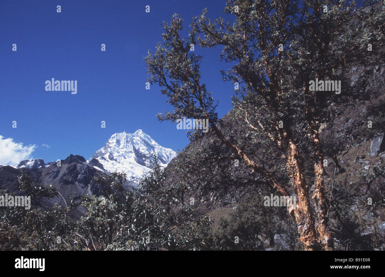Old Polylepis tree and Mt Chopicalqui, Cordillera Blanca, Peru Stock ...