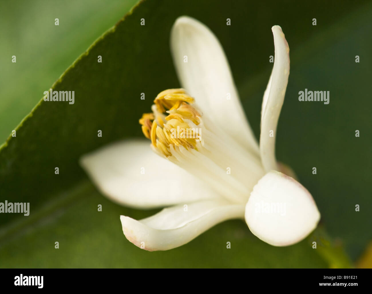 Citrus flower hi-res stock photography and images - Alamy