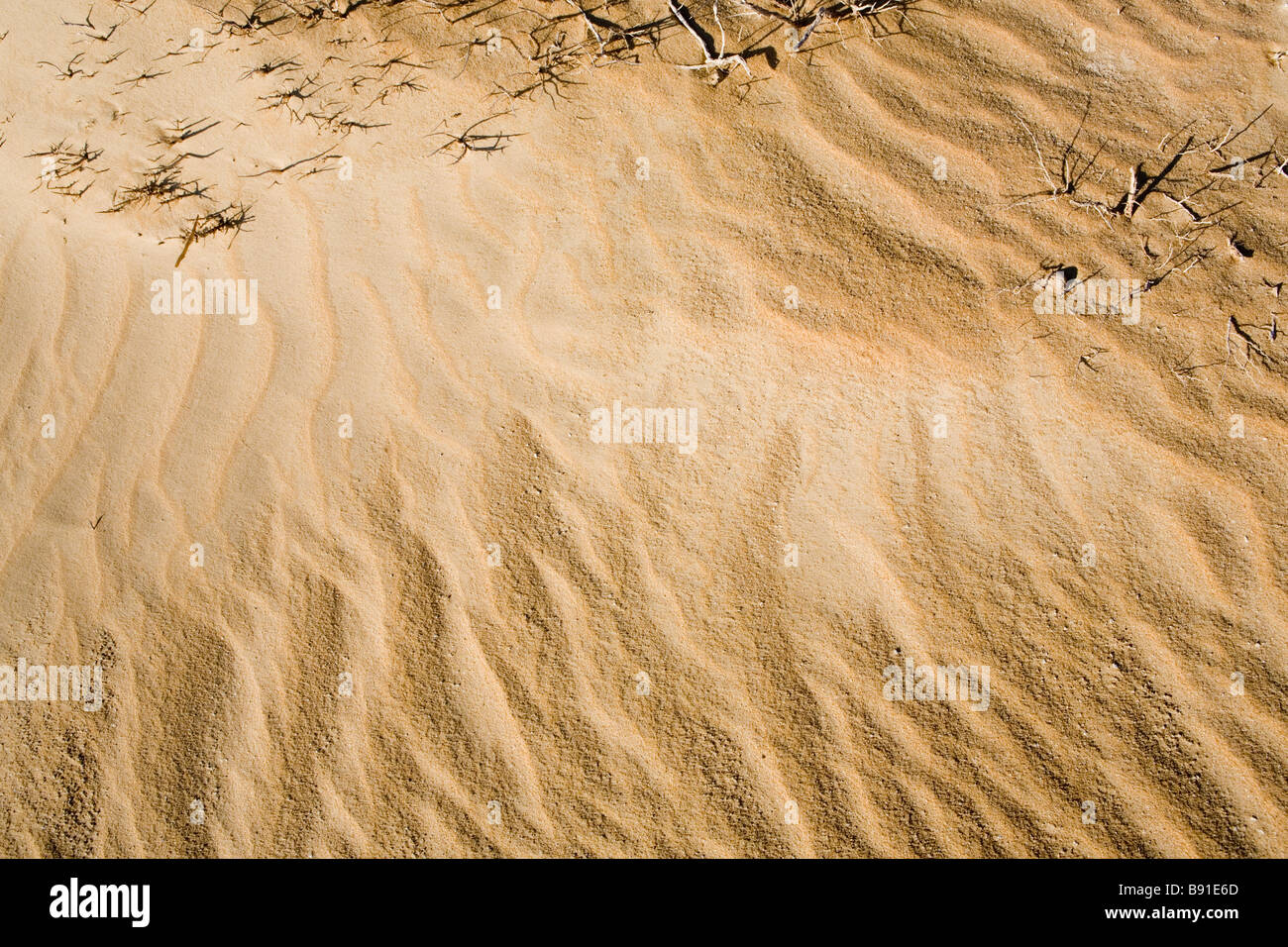Rippled sand with small wind blown twigs, close up of desert floor ...