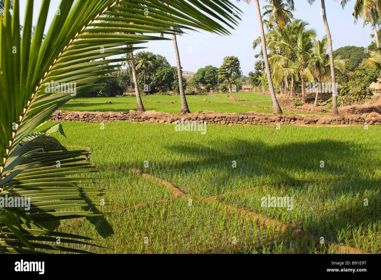 Paddy field view through palm leaf Stock Photo - Alamy