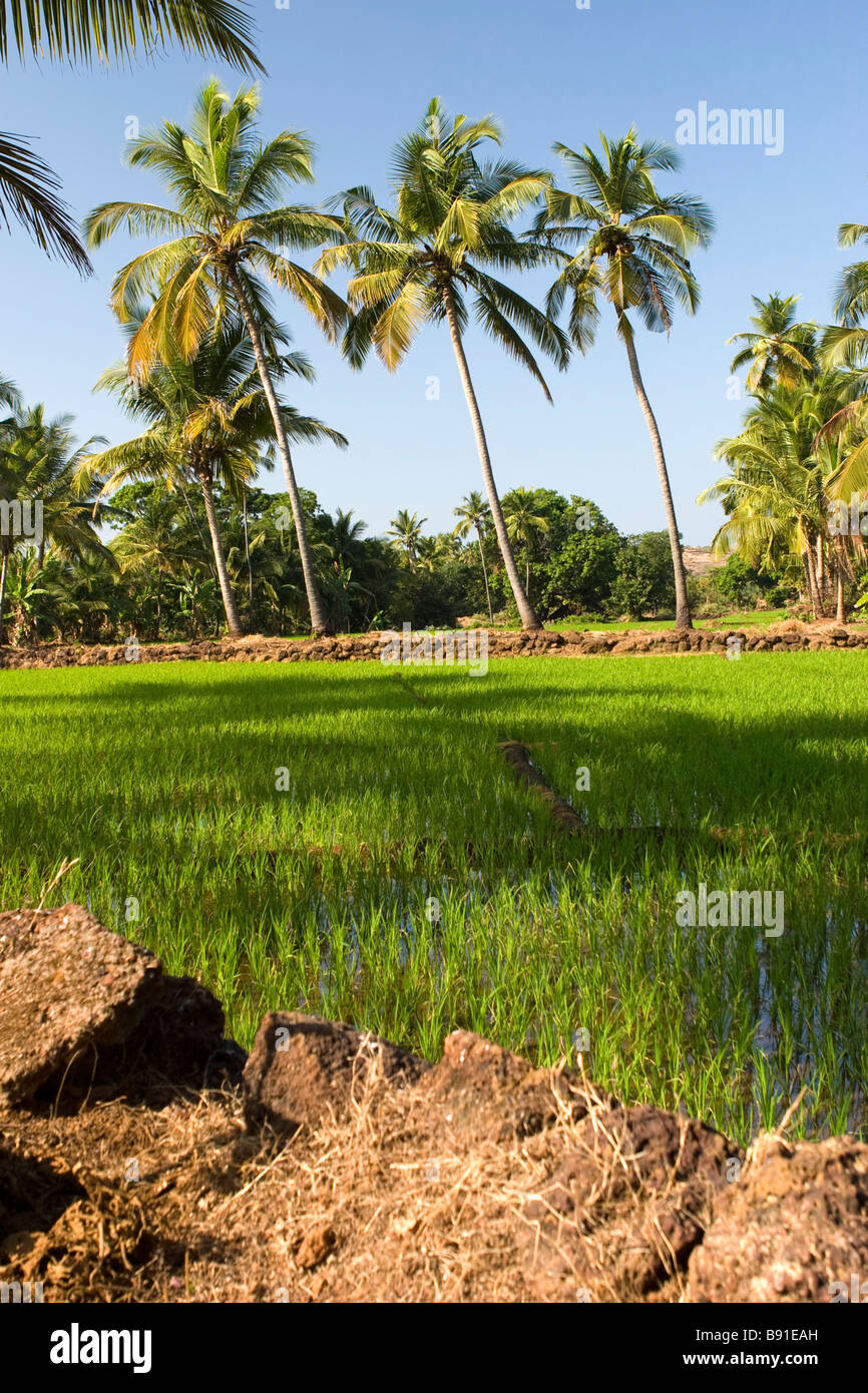India paddy fields flood hi-res stock photography and images - Alamy