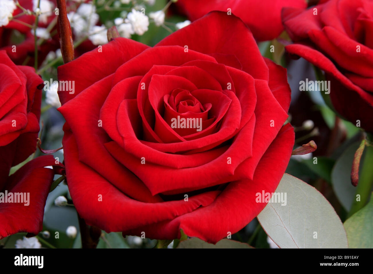 red rose bouquet Stock Photo - Alamy