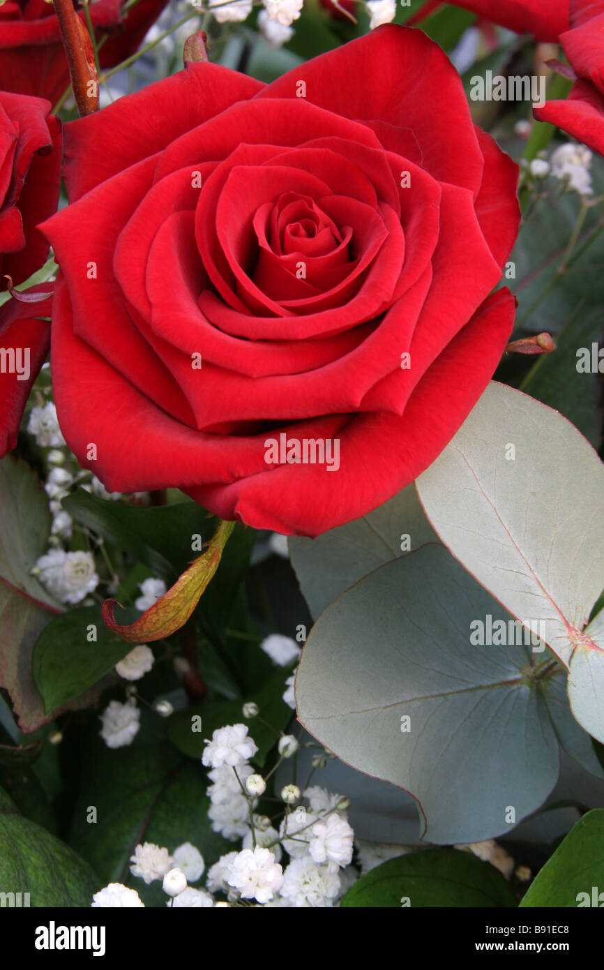 red rose arrangement Stock Photo - Alamy