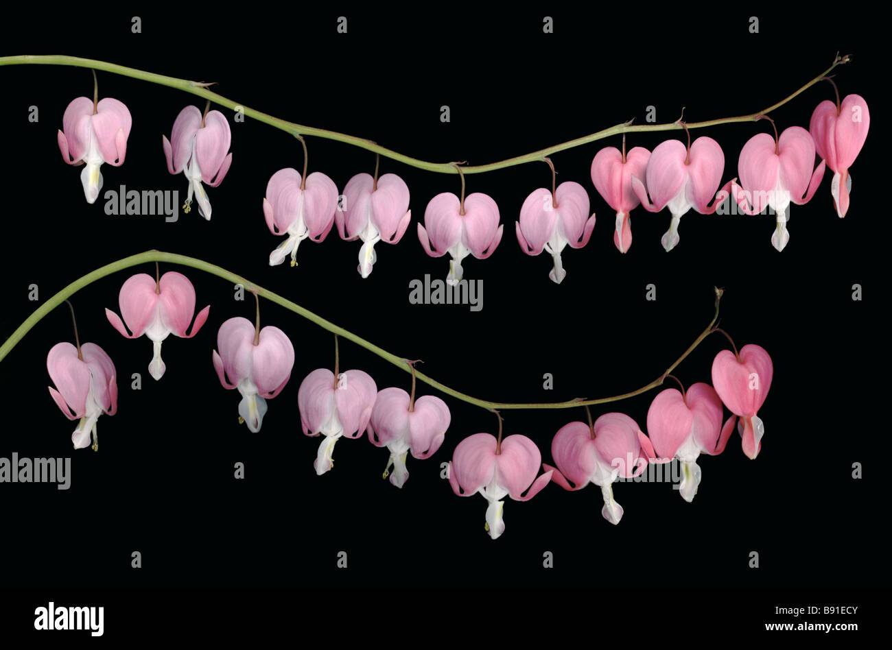 Open flowers on stem of Bleeding Heart plant against black background ...
