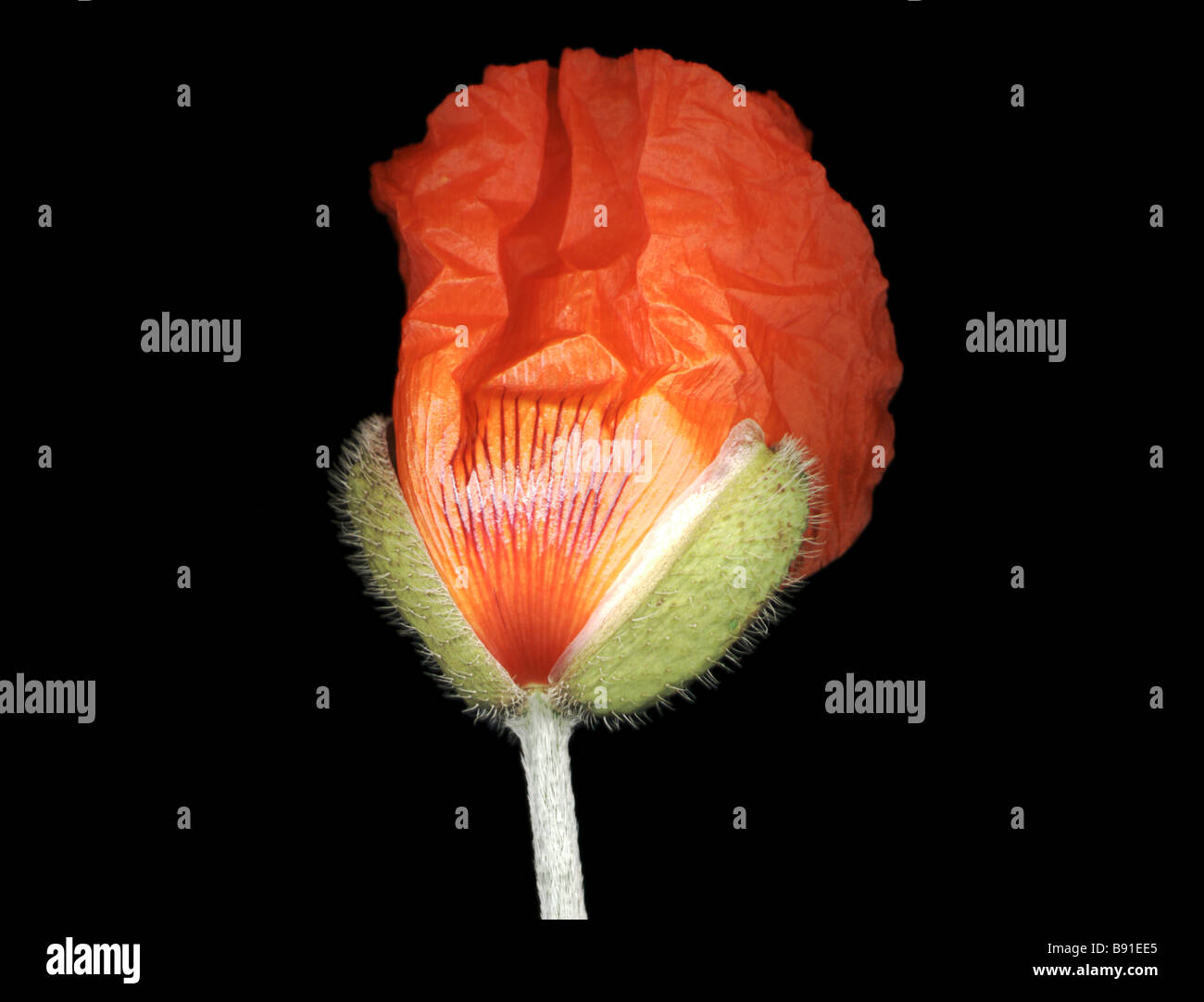 Opening scarlet poppy bud against black background Stock Photo - Alamy