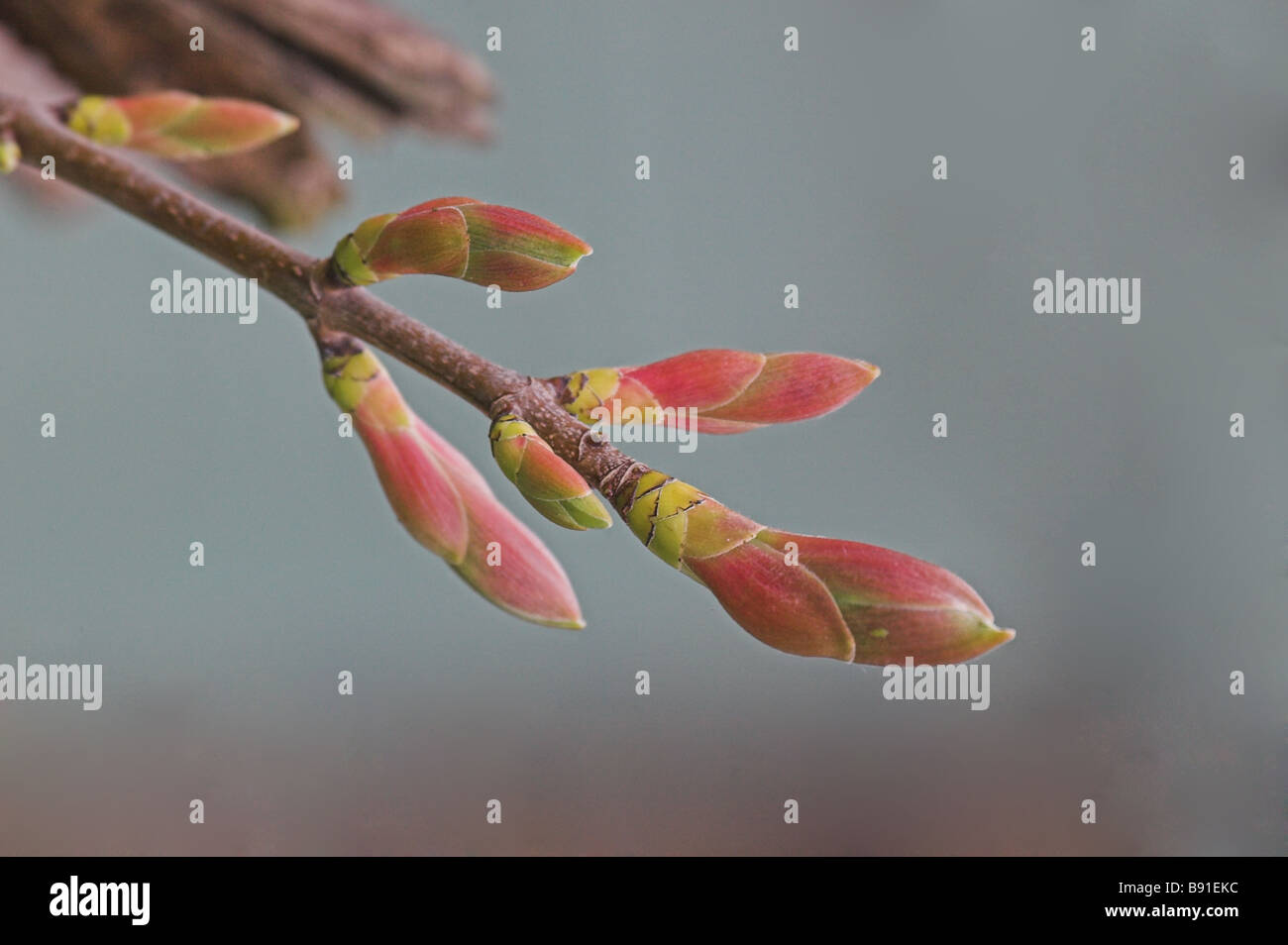 Sycamore branch budding Stock Photo - Alamy