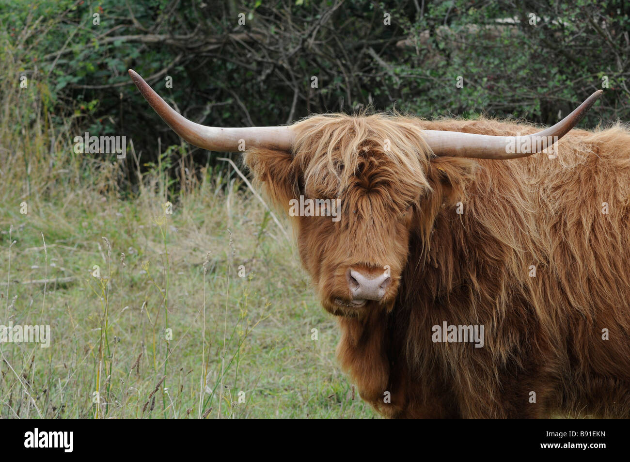 Hardy cow hi-res stock photography and images - Alamy