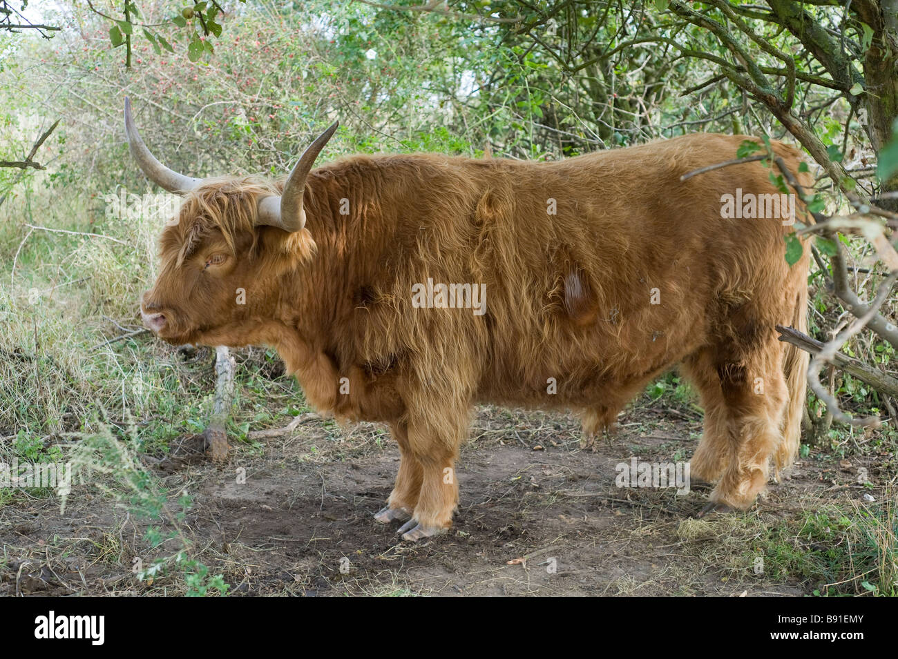 Hardy cow hi-res stock photography and images - Alamy