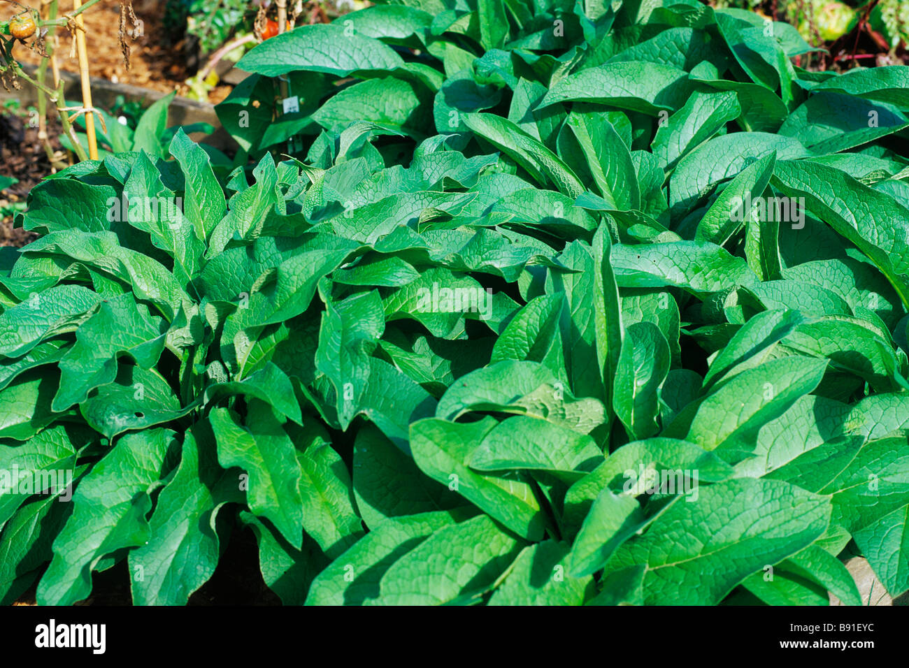 COMFREY READY FOR CUTTING Stock Photo - Alamy