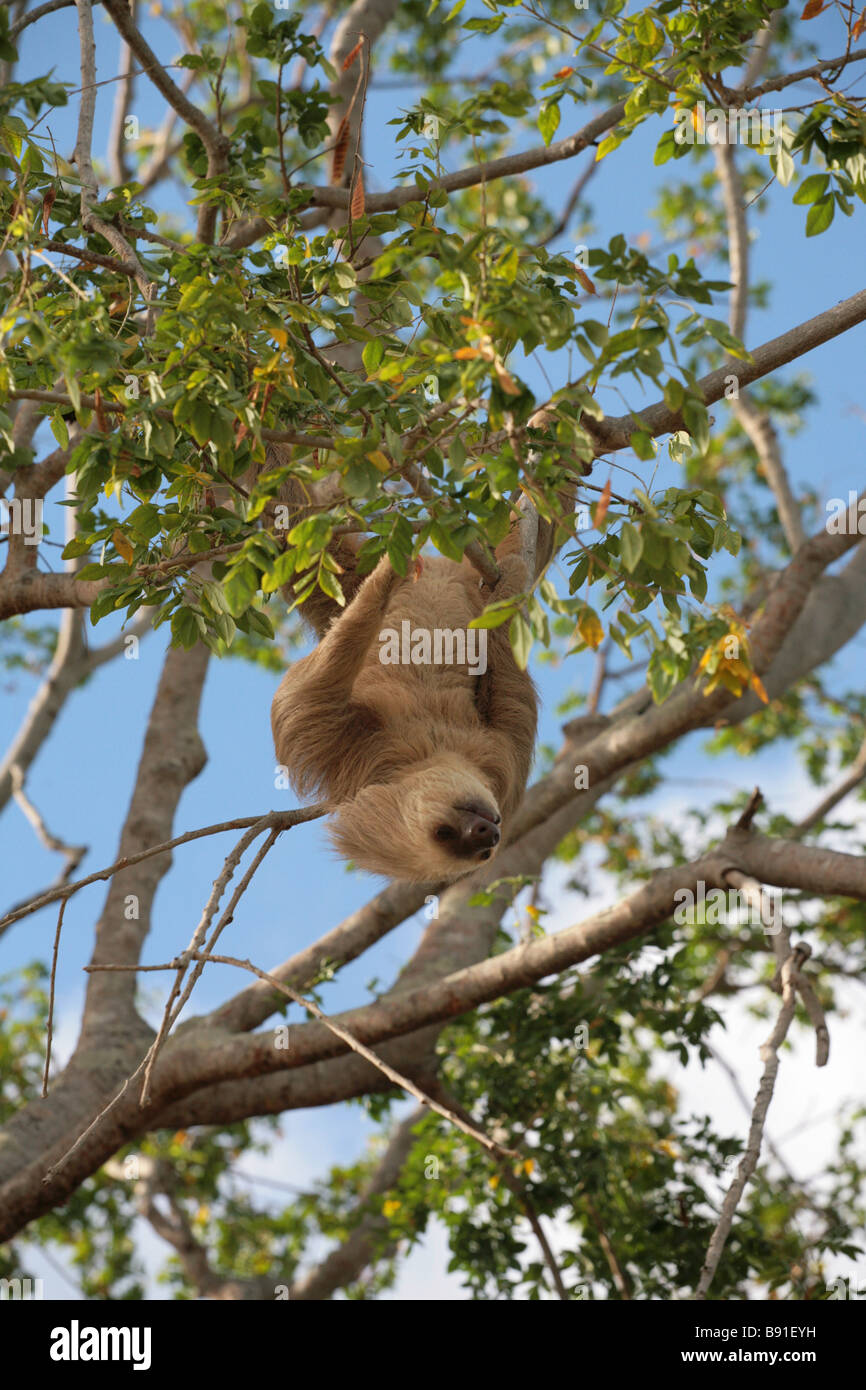 Feeding a sloth hi-res stock photography and images - Alamy