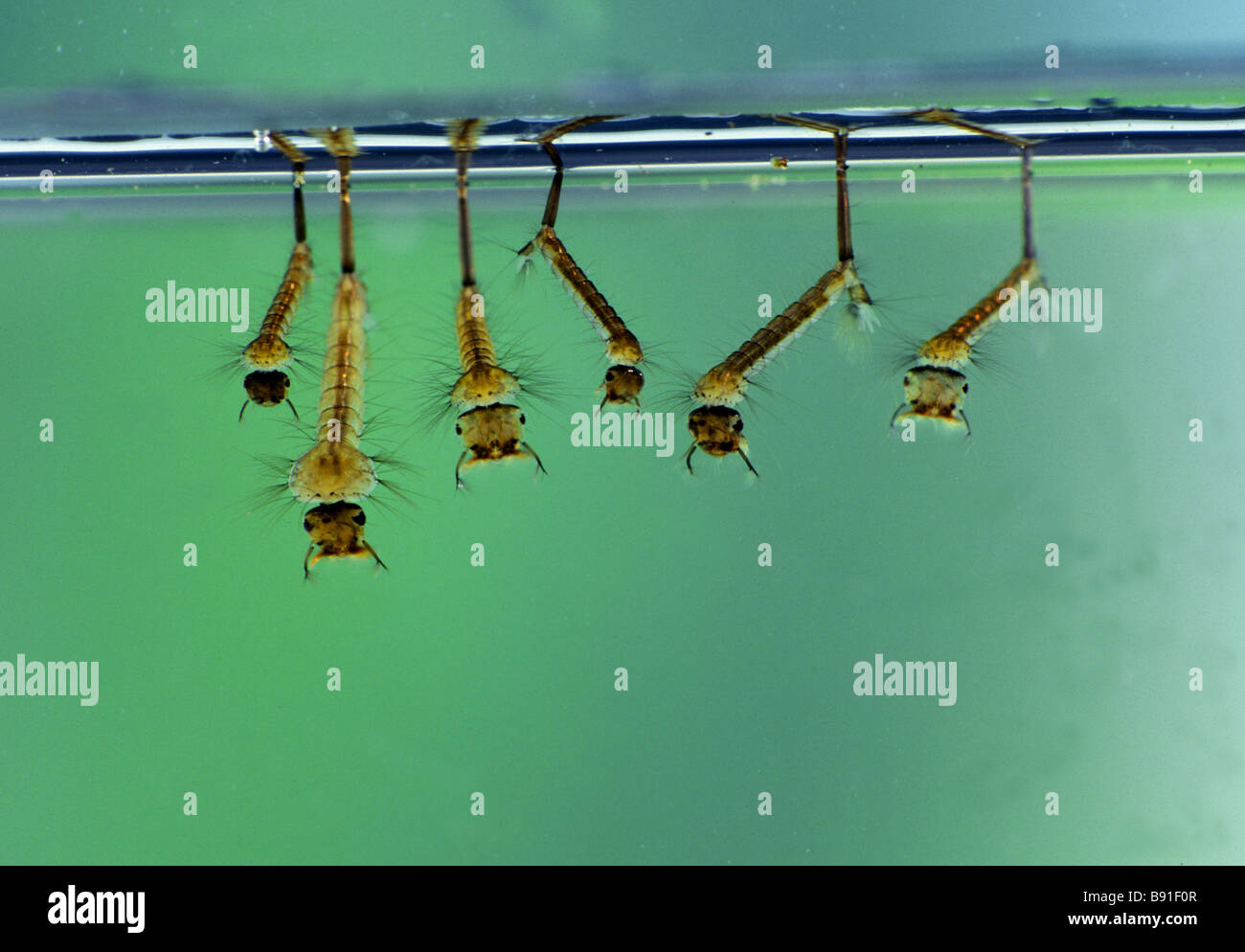 MOSQUITO LARVAE AT WATER SURFACE Stock Photo - Alamy
