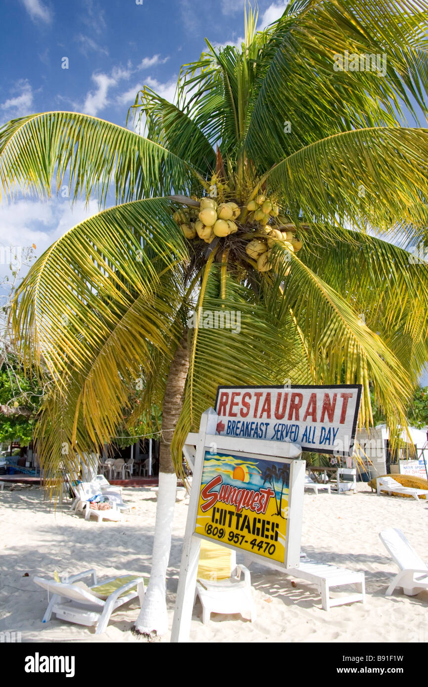 Accommodation signs and palm tree on the beach Stock Photo - Alamy