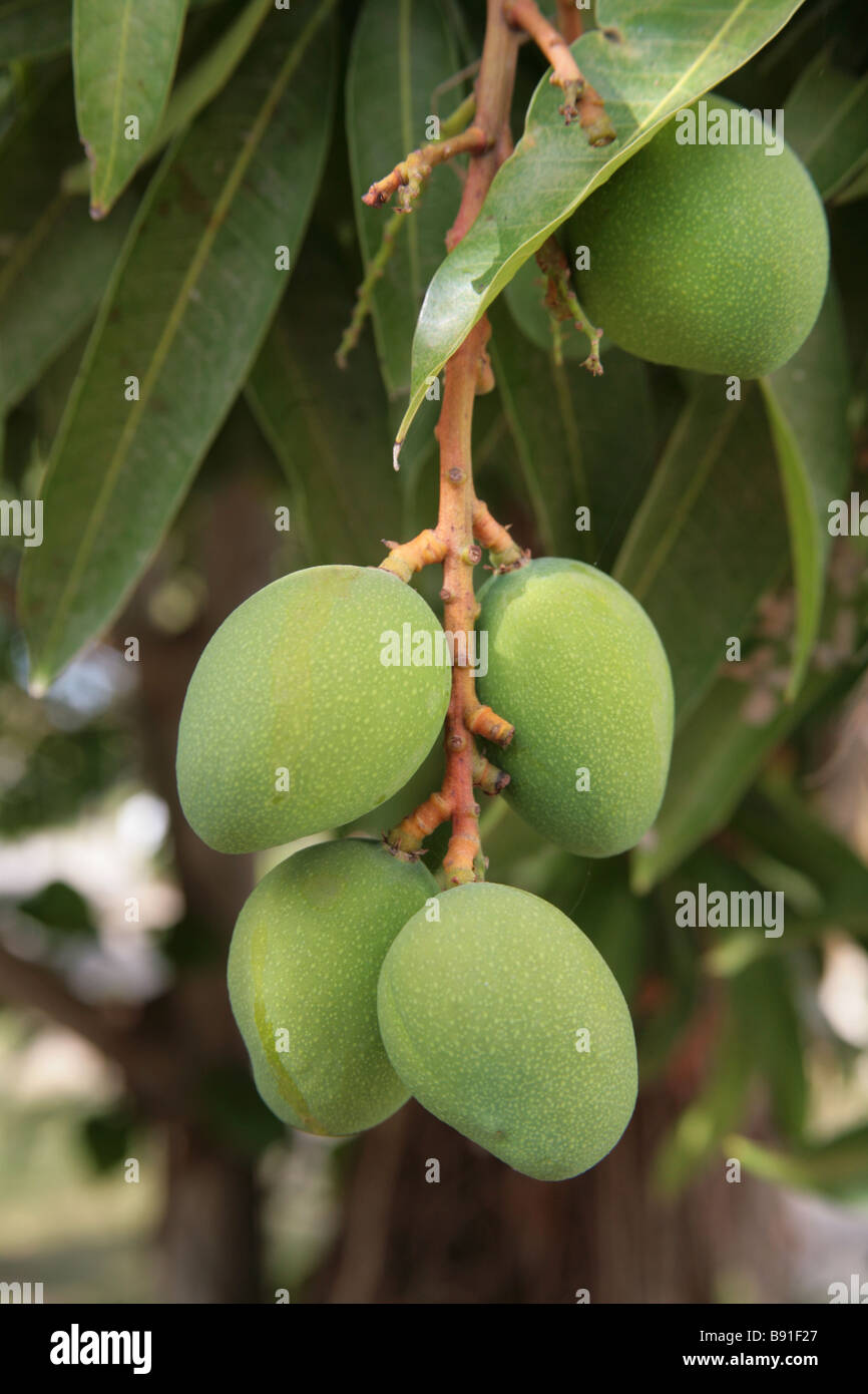 Mango hanging from tree hi-res stock photography and images - Alamy
