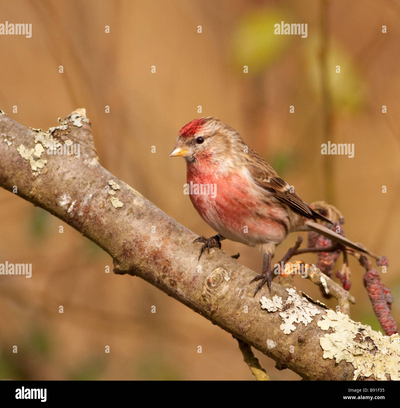 Redpoll bird hi-res stock photography and images - Alamy